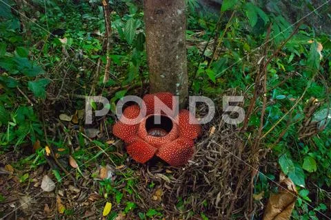 Rafflesia, the biggest flower in the world. This species located in ...