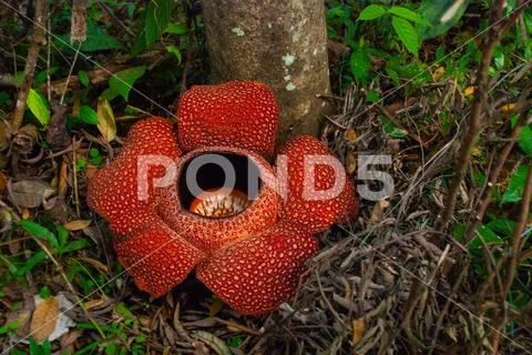 Rafflesia, the biggest flower in the world. This species located in ...