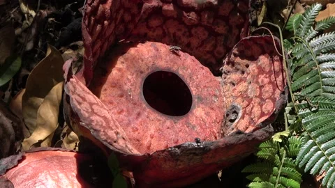 Rafflesia Stock Videos – Royalty-Free HD & 4K Videos | Pond5