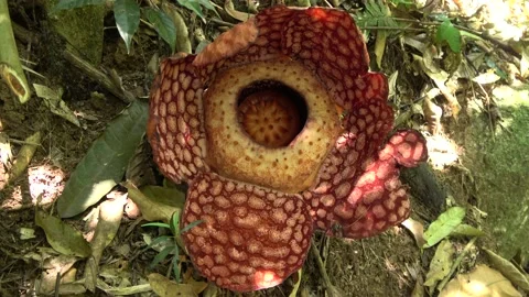 Rafflesia cantleyi pollination, Malaysia | Stock Video | Pond5