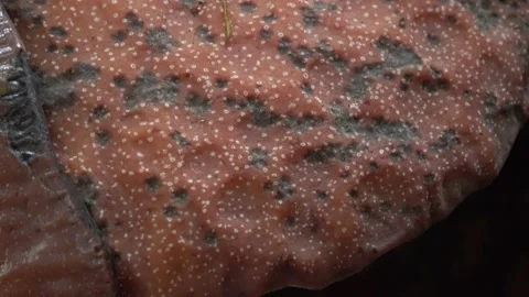 Rafflesia Stock Videos – Royalty-Free HD & 4K Videos | Pond5