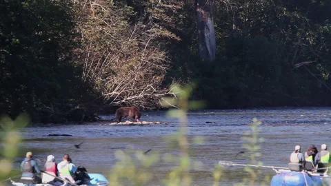 Rafters watch Grizzly bear eating salmon... | Stock Video | Pond5