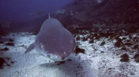 Shark Tooth Stock Videos – Royalty-Free HD & 4K Videos