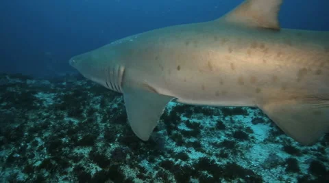 Shark Tooth Stock Videos – Royalty-Free HD & 4K Videos