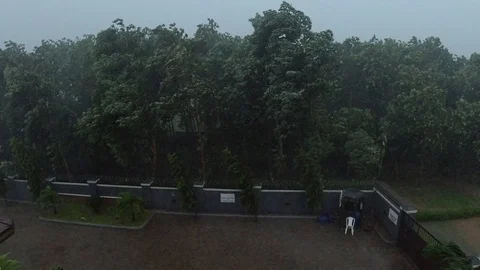 Trees Blowing Stock Videos – Royalty-Free HD & 4K Videos | Pond5