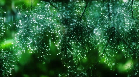 Slow Motion Nature Stock Video Footage | Royalty Free Slow Motion ...