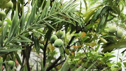 Rain day Mango Hanging on a Tree Green F... | Stock Video | Pond5