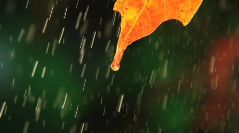Rain drops dripping off end of fall colo... | Stock Video | Pond5