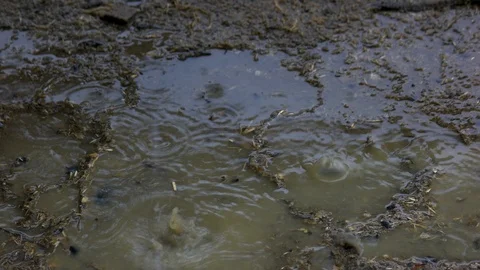 Rain Drops On Puddle Stock Footage ~ Royalty Free Stock Videos | Pond5