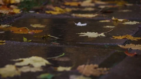 Rain Drops On Puddle Stock Footage ~ Royalty Free Stock Videos | Pond5