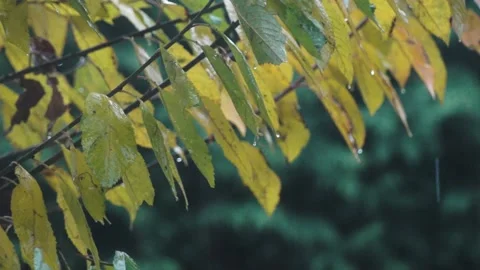 Rain drops falling from tree leaves | Stock Video | Pond5
