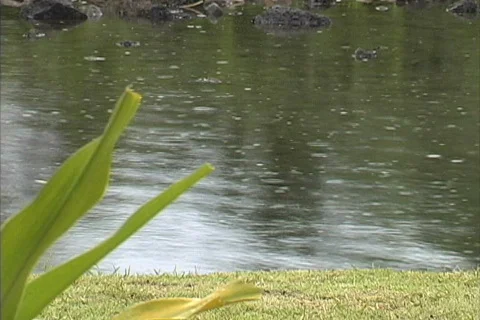 Rain Stream Stock Video Footage | Royalty Free Rain Stream Videos | Pond5