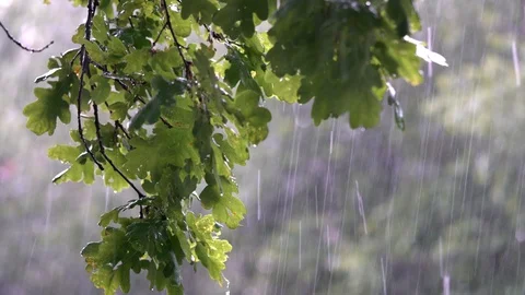 Rain fall on the trees, summer rain fall... | Stock Video | Pond5