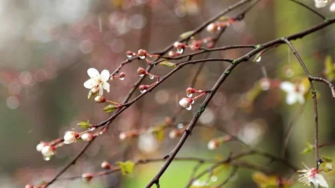 Rain falling on blossom apple tree | Stock Video | Pond5