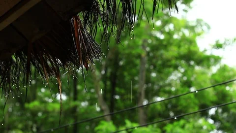 rain falling on the edge of a thatch roo... | Stock Video | Pond5
