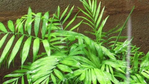 Renewal Falling Stock Videos – Royalty-Free HD & 4K Videos