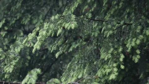 rain falling on hemlock tree needles fol... | Stock Video | Pond5