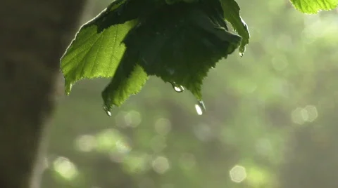 A Falling Leaf Stock Videos – Royalty-Free HD & 4K Videos | Pond5