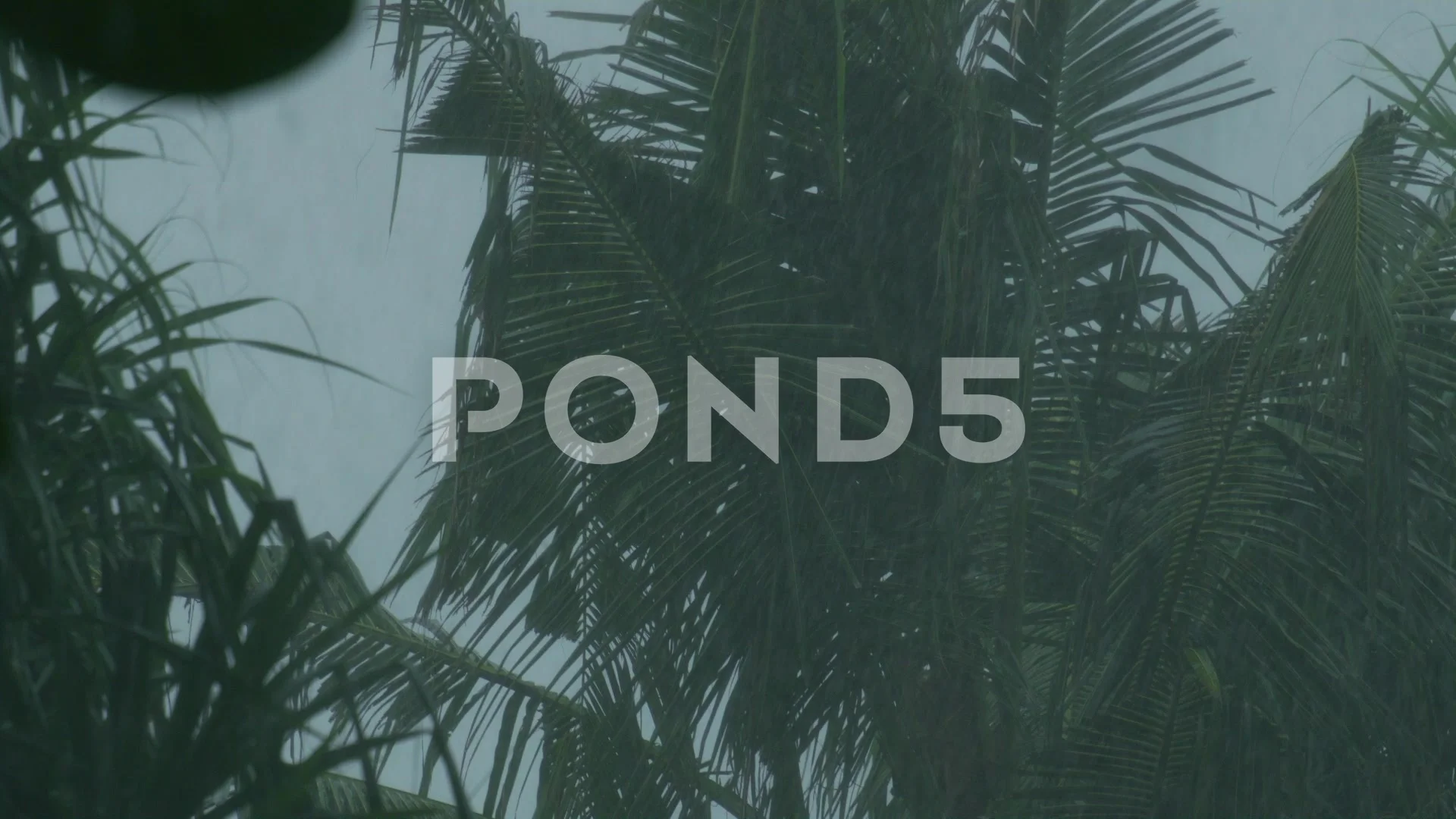 Tumblr Palm Trees Header