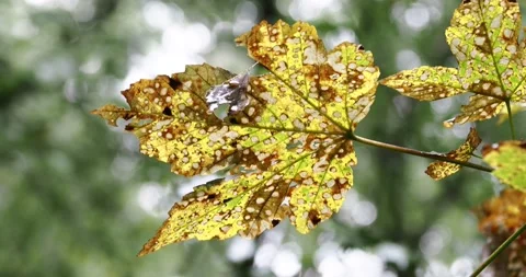 Rain falling on Sycamore leaves in Stock... | Stock Video | Pond5