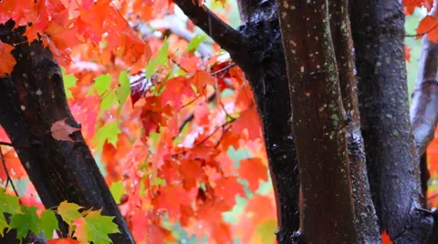 Rain Falling on Tree | Stock Video | Pond5