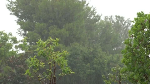 Rain Falling On Trees. Tropical Storm Hi... | Stock Video | Pond5