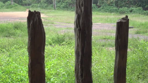 Rain falls on a field, filmed from a woo... | Stock Video | Pond5