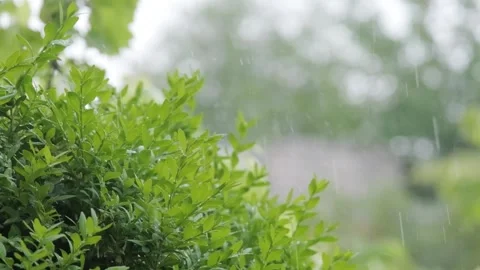 Rain falls on vegetation. Drops of rain ... | Stock Video | Pond5