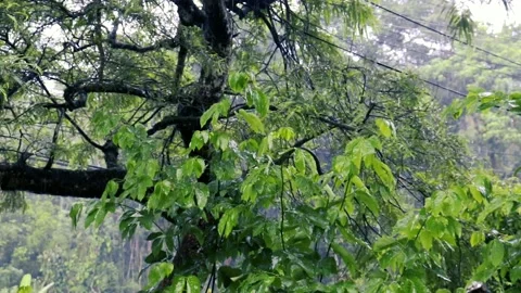 Rain in the garden. Light Rain Falling ... | Stock Video | Pond5