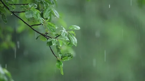 Rain in the garden. Raindrops on leaf tr... | Stock Video | Pond5