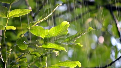 Rain. Heavy rain. Heavy rain dripping on... | Stock Video | Pond5