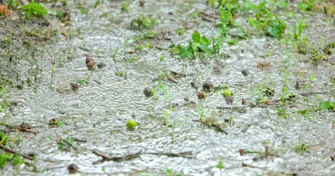 Rain Hitting Ground Stock Videos – Royalty-Free HD & 4K Videos | Pond5