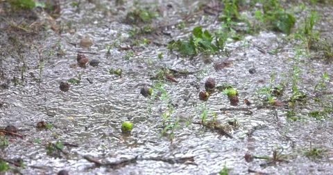 Rain Hitting Ground Stock Footage ~ Royalty Free Stock Videos | Pond5