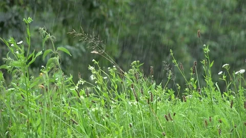 Rain, Inundation in Grass, Flooding Natu... | Stock Video | Pond5