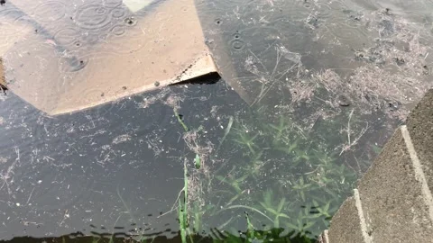 Rain Lightly Stock Videos – Royalty-Free HD & 4K Videos