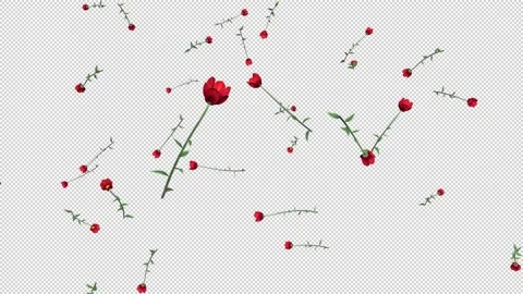 Rain of Poppies animation with transpare... | Stock Video | Pond5