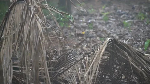 rain pouring down the dried coconut tree... | Stock Video | Pond5