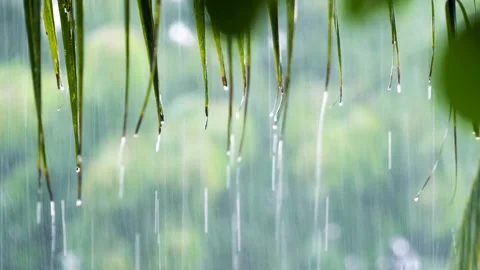 rain pouring down the leaves of coconut ... | Stock Video | Pond5