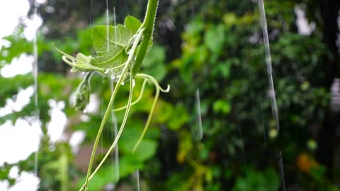 Rain pouring down with natural surroundi... | Stock Video | Pond5