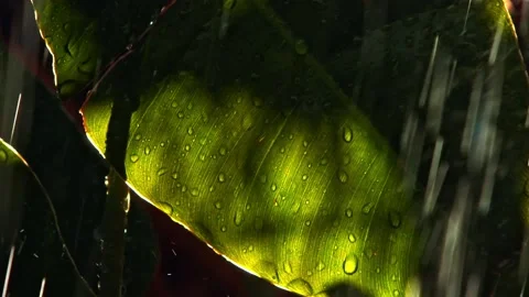 Amazon Rainforest Storm Stock Videos – Royalty-Free HD & 4K Videos | Pond5