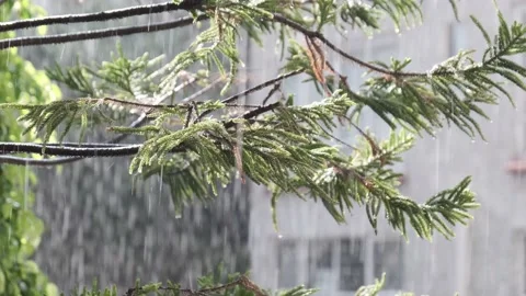 Sunny Rain Stock Footage ~ Royalty Free Stock Videos | Pond5