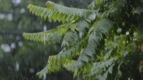 Rain on a tree branch. 4K VDO | Stock Video | Pond5