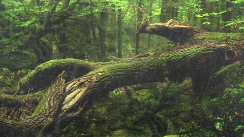 Rain in tropical forest, Green forest in... | Stock Video | Pond5