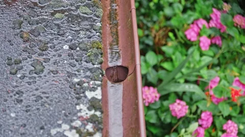 Water Dripping Down Stock Videos – Royalty-Free HD & 4K Videos | Page 3