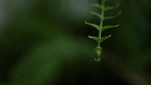 Water Drop Rainforest Stock Footage ~ Royalty Free Stock Videos | Pond5
