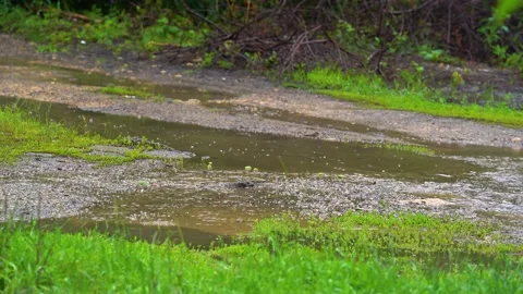 rain water drops falling into big puddle... | Stock Video | Pond5