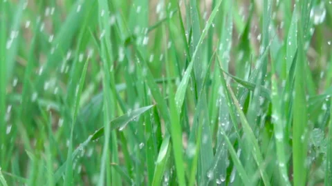 Soft99 Rain Drop Stock Videos – Royalty-Free HD & 4K Videos | Pond5