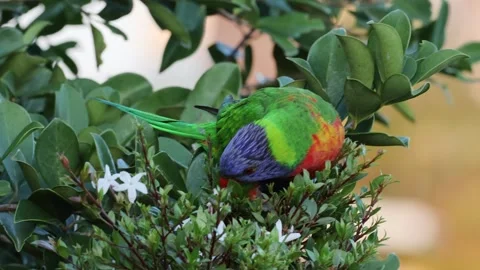 Birds With Lips Stock Videos – Royalty-Free HD & 4K Videos | Pond5