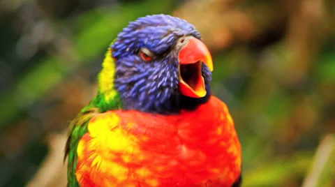 Opening Mouth Bird Stock Videos – Royalty-Free HD & 4K Videos | Pond5