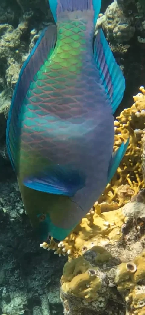 Rainbow Parrotfish Stock Video Footage | Royalty Free Rainbow ...